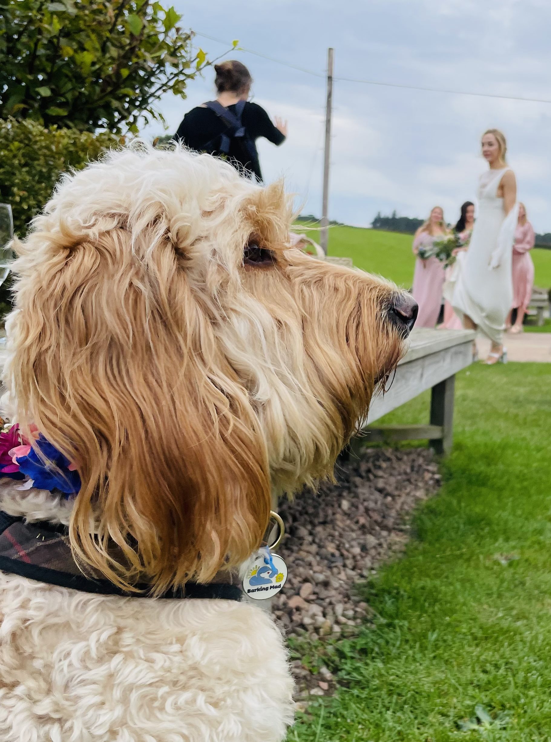 Dog Boarding in Alnwick and Dog Sitting | Barking Mad