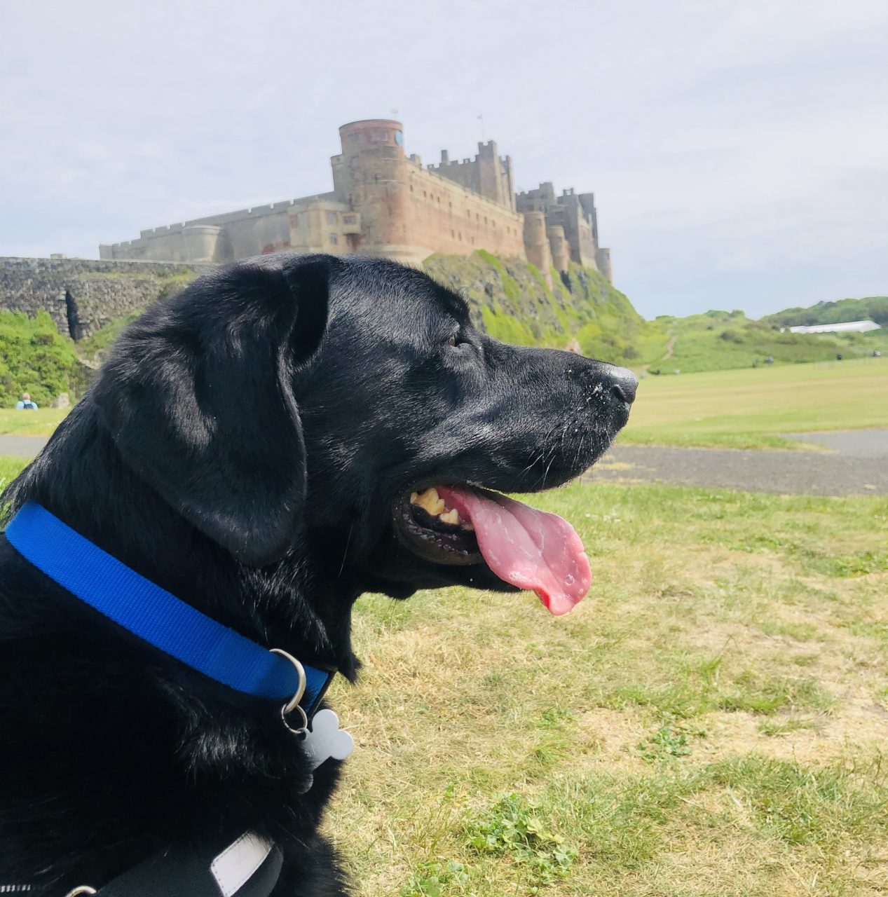 Dog Boarding in Alnwick and Dog Sitting | Barking Mad