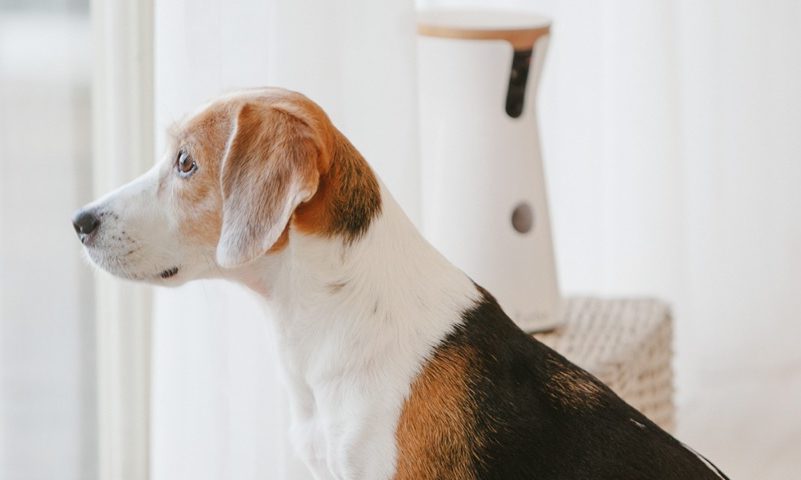 Furbo Dog Camera Review | Barking Mad Blog