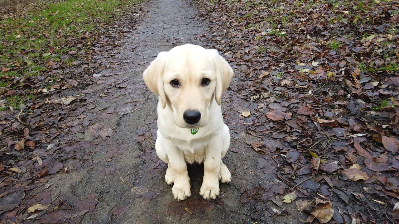Meet Dogs for Good Puppy Wendy | Barking Mad UK