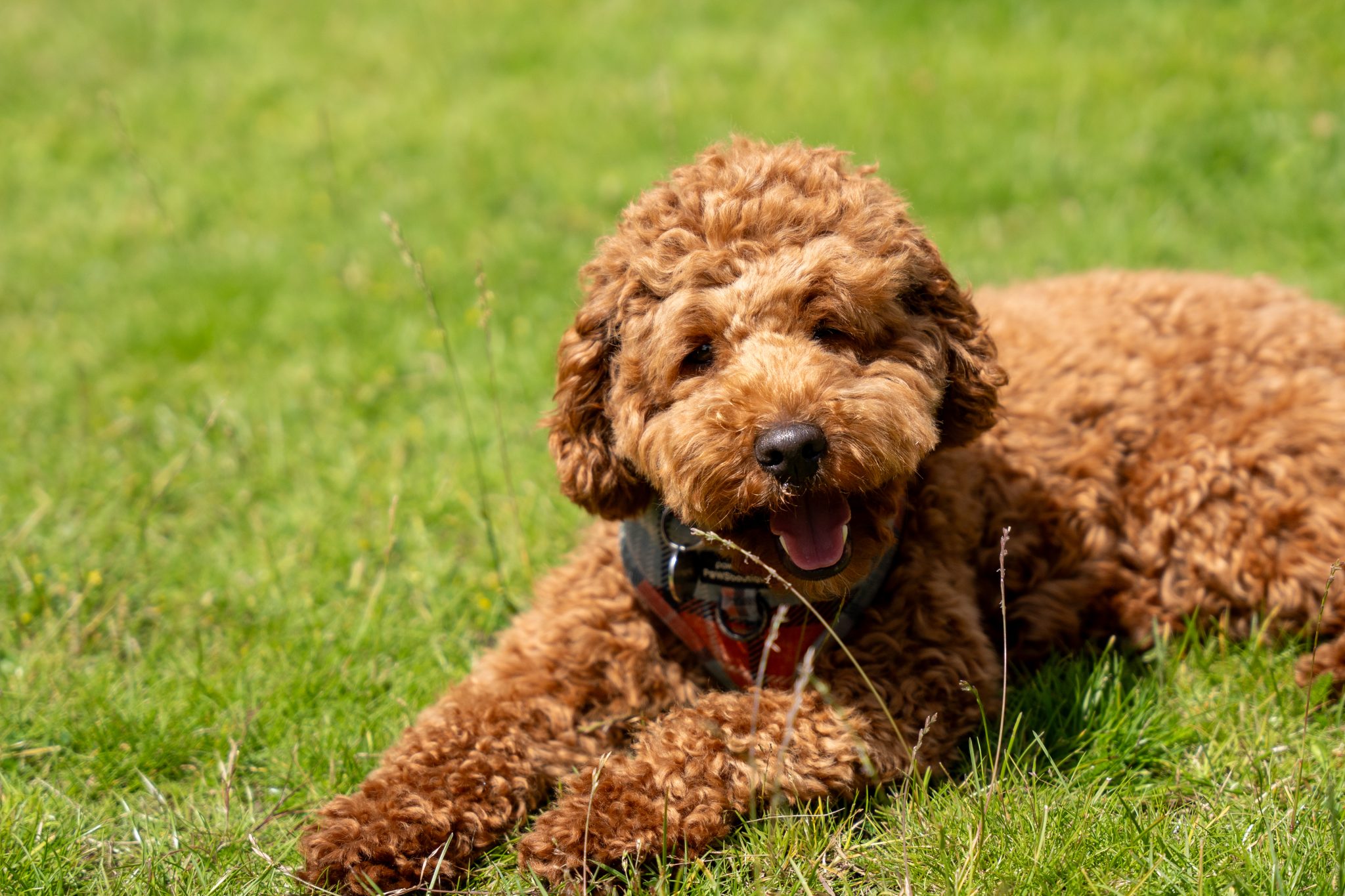 The ultimate guide to Cockapoos: Lifespan, temperament & more | Barking ...