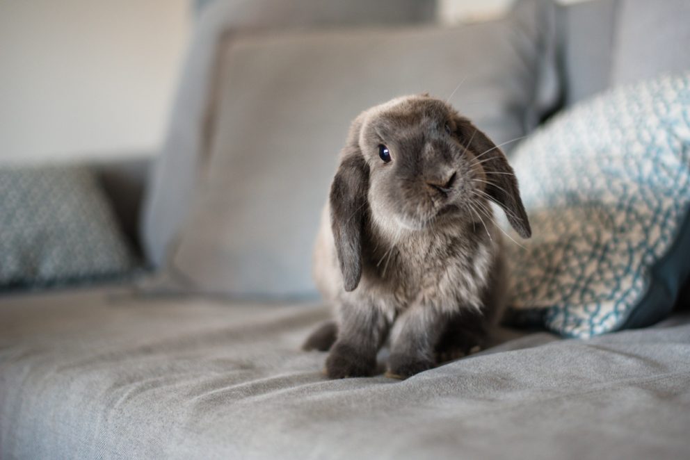 The Ultimate Guide to Finding a Rabbit Sitter