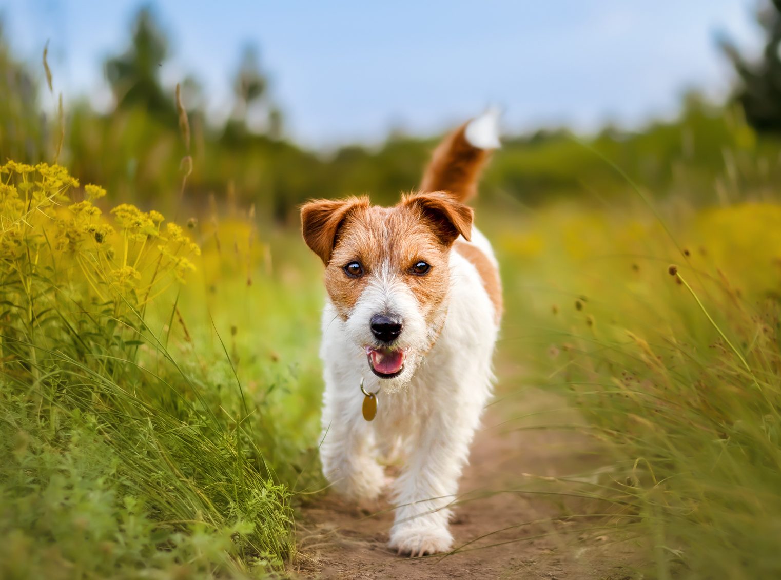 A Guide to Dog Constipation | Barking Mad UK